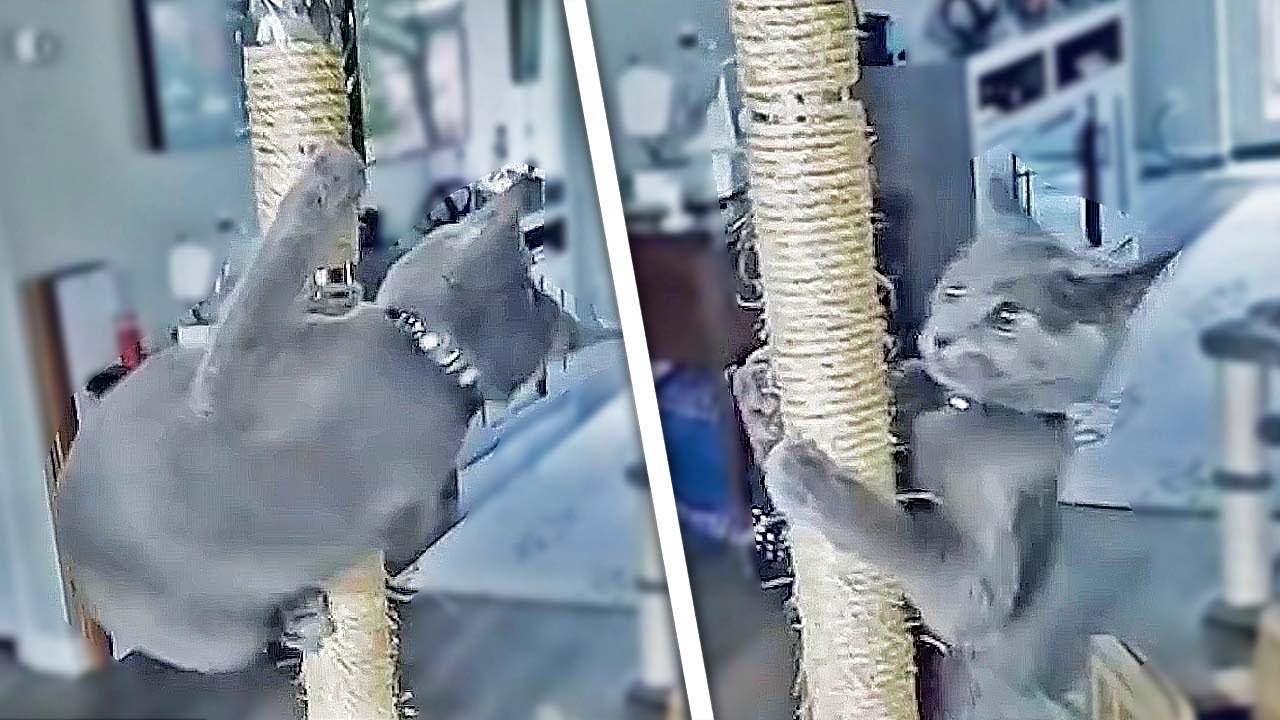 This Kitty Can Pole Dance! (Funny Cat Shows Off Dance Moves) - YouTube