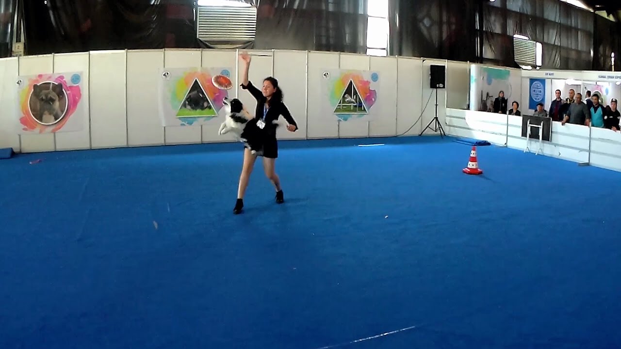 TURKISH DOG TALENT SHOW 2017 / ÖZEL EĞİTİMLİ KÖPEK YETENEK ŞOVU 2017 ...