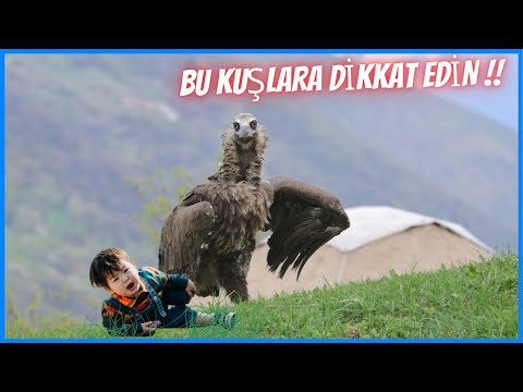 DÜNYANIN EN TEHLIKELI 10 KUŞU | Yetişkin bir insanı bile öldüren kuşlar