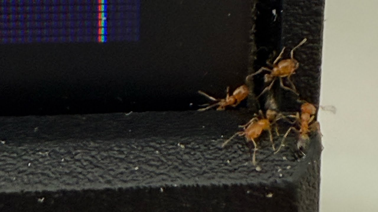 Red Ants inside the computer screen! - YouTube