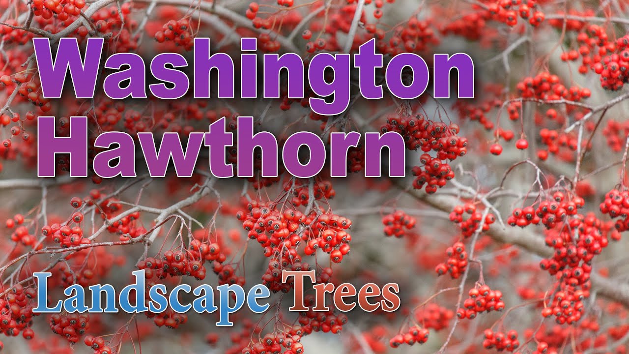 Will a Washington Hawthorn Tree Grow in Your Yard? - YouTube