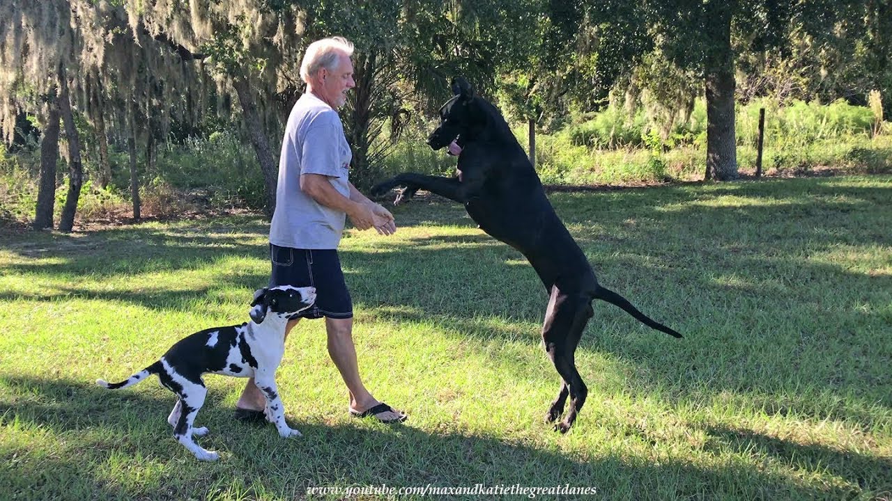Hilarious Great Dane Doesn't Want to Share Dancing Fun With Puppy - YouTube