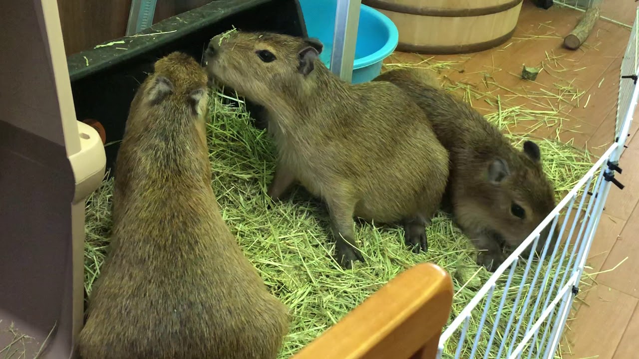 【Capybara Land PUIPUI 】カピバランド PUIPUI 】Starving Capybaras 腹ヘリまして。 - YouTube