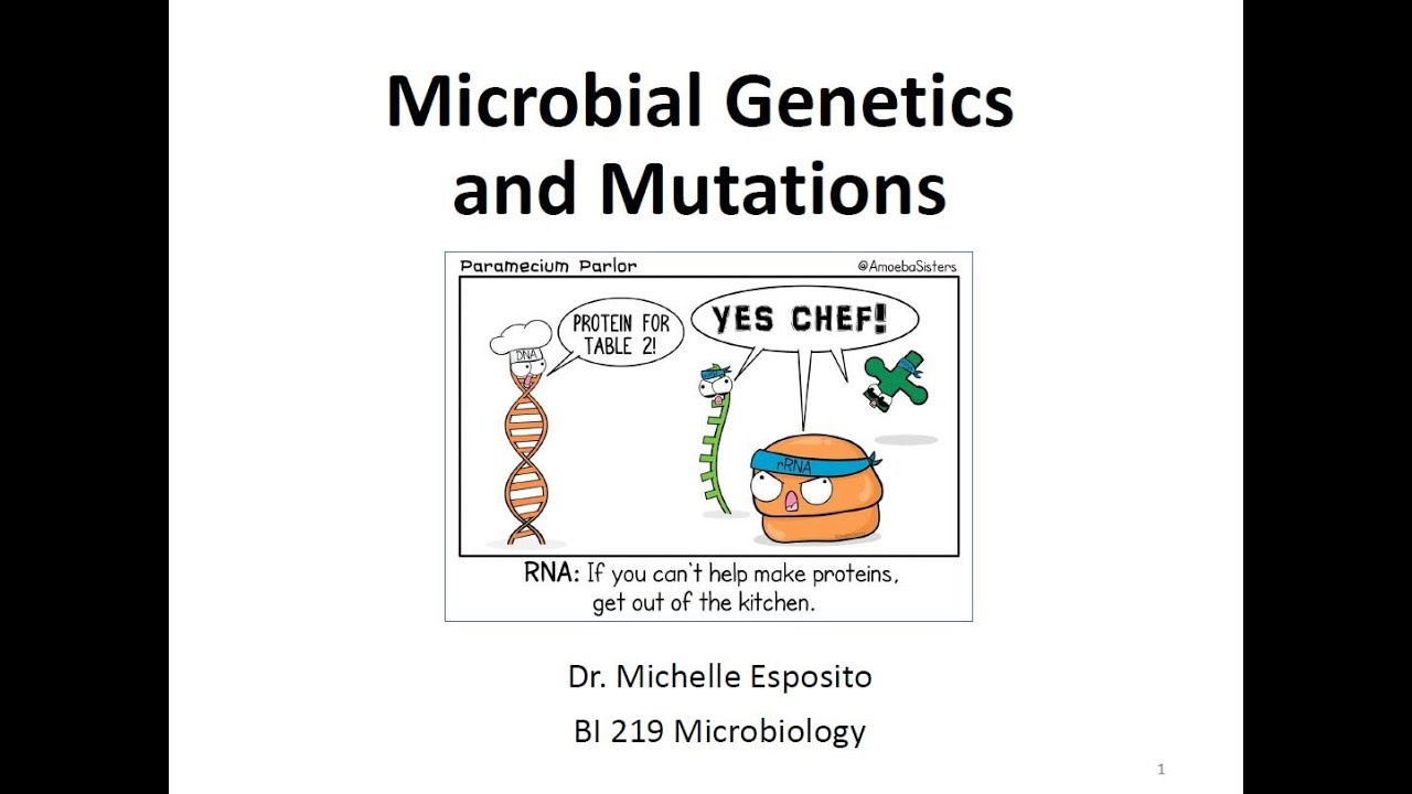 lecture2 bi219 Microbial Genetics and Mutations - YouTube