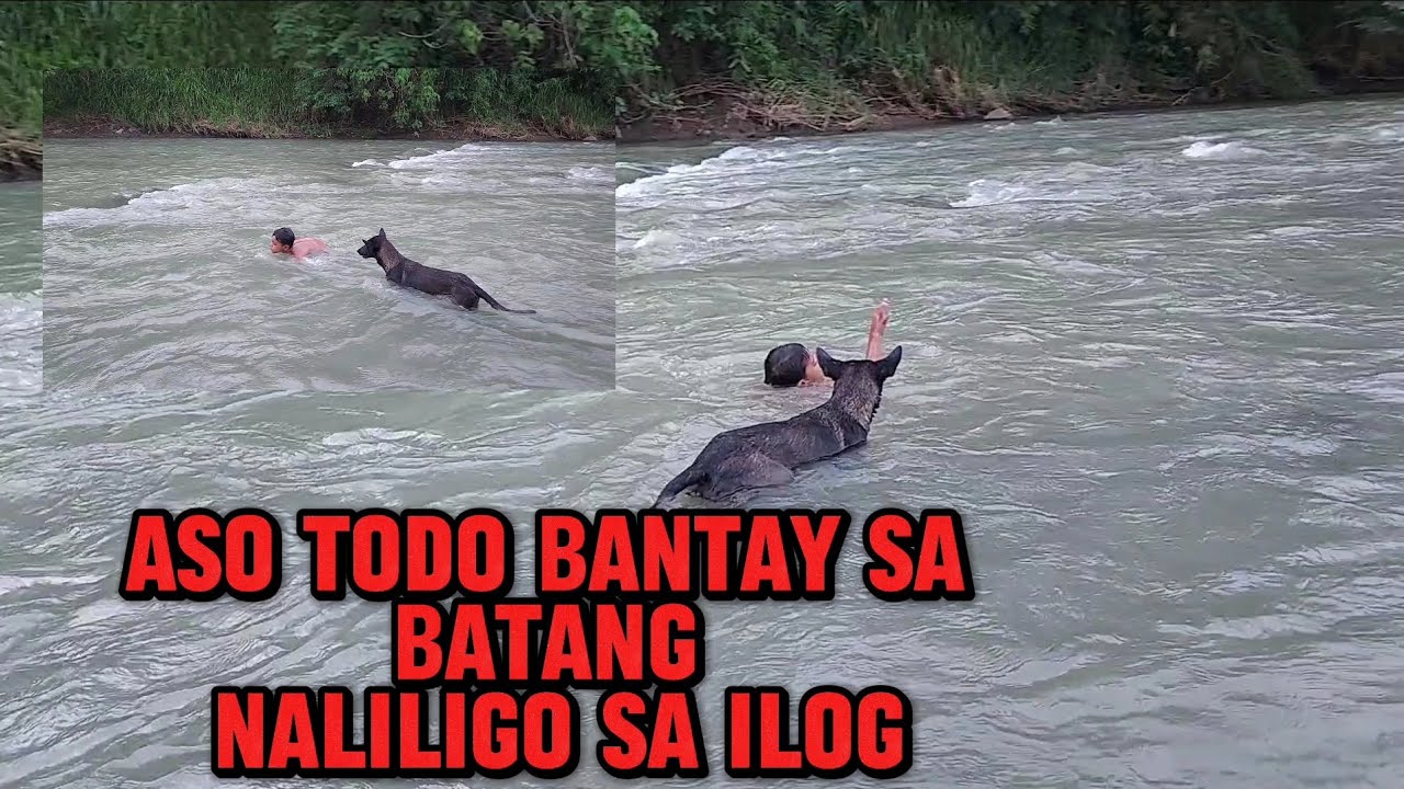 #viralvideo #aso todo bantay sa batang naliligo sa ilog, sobrang alala ...