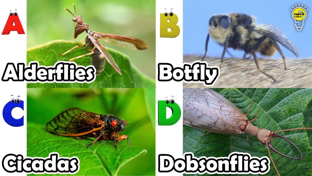 Abc Insect Song | A to Z Insects Song | Insects Alphabet song | Phonics ...