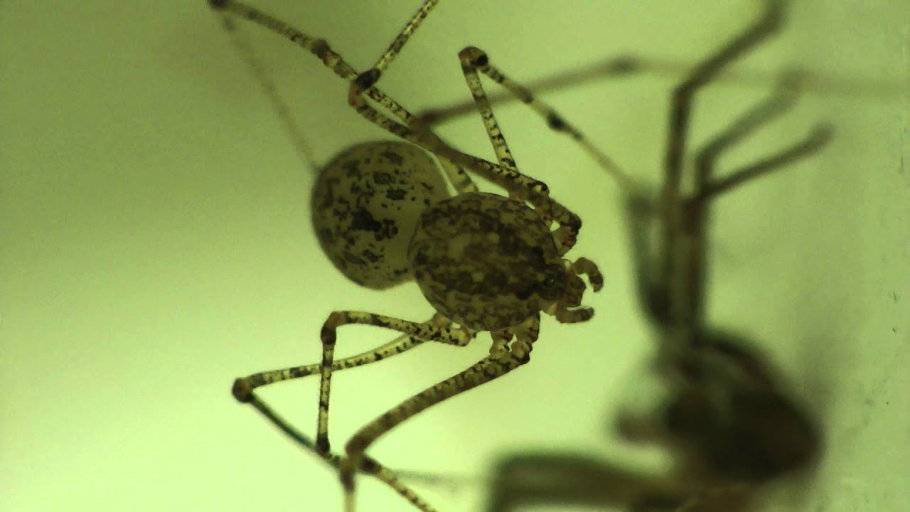 Spitting Spider (Skytode) Captures a Brown Recluse - YouTube