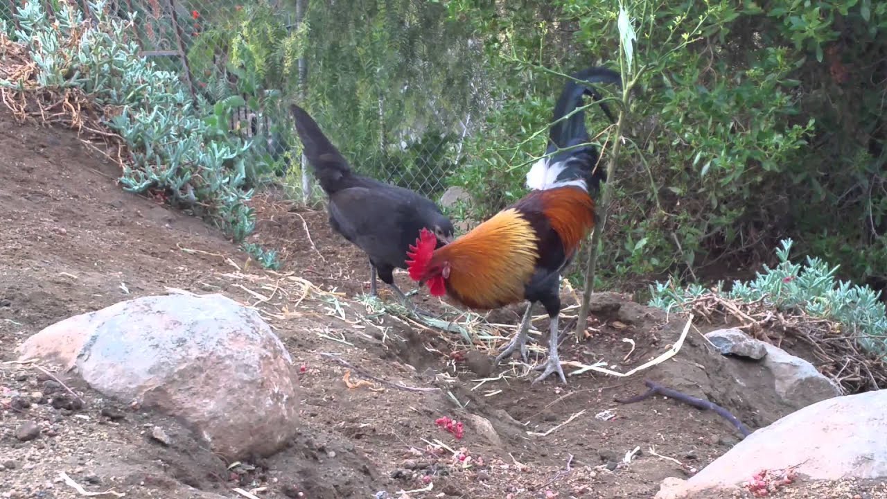 Stag courting behavior - American game fowl - YouTube