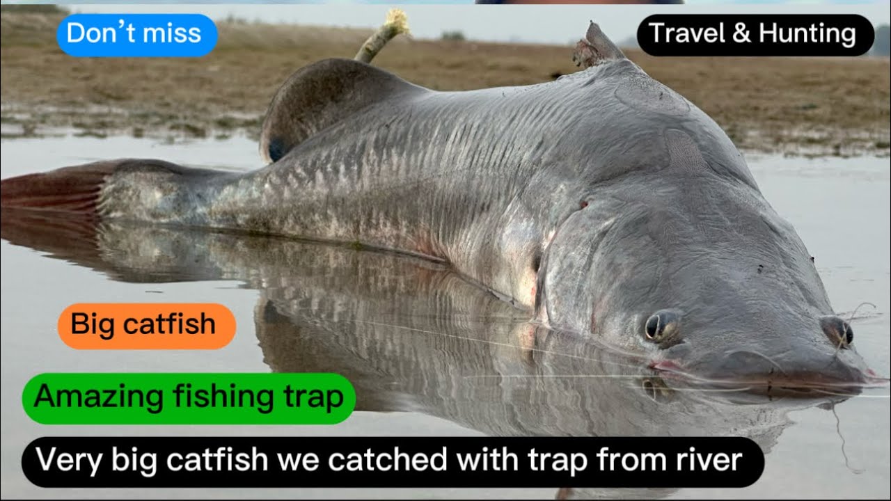 Fishing in Pakistan.very big catfish we caught with trap(jaal).from ...