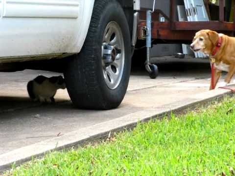 Dog Bark At Cat 09192010-01.AVI - YouTube