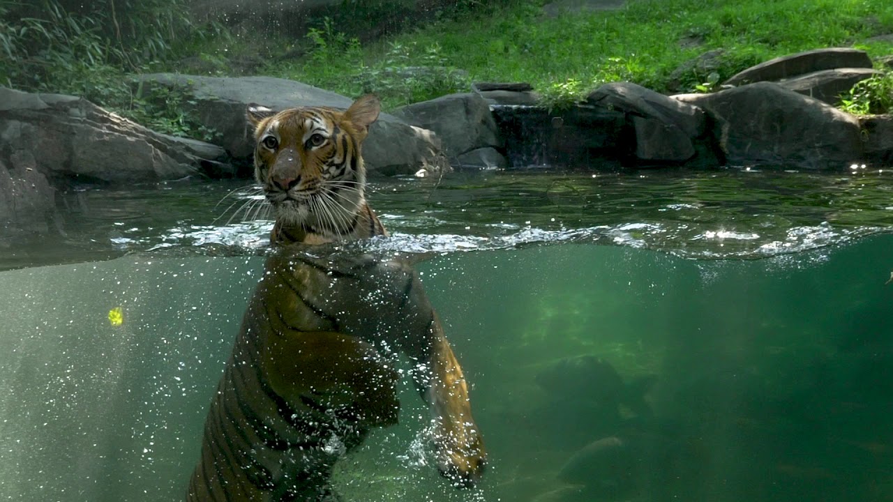 Azul in the Pool | Bronx Zoo Tiger Mountain - YouTube