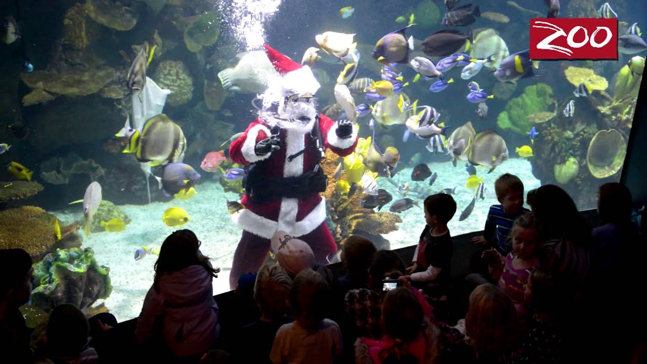 Santa Claus Visits Discovery Reef - YouTube