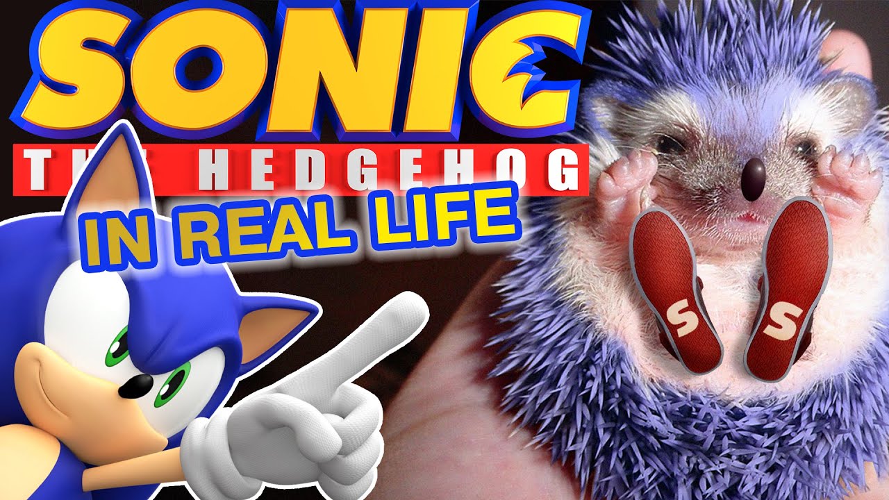 All Characters Sonic the Hedgehog In Real Life😲 - YouTube