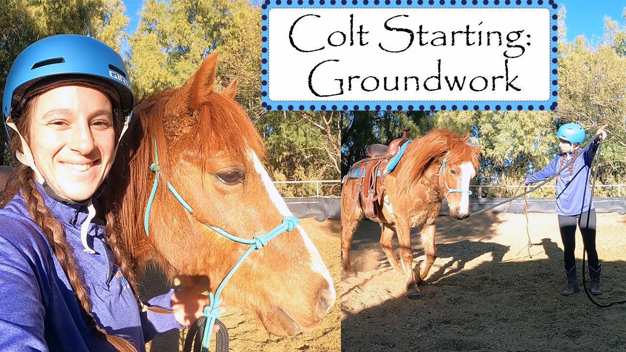 My new horse | Colt Starting trying Clinton Anderson's method - YouTube