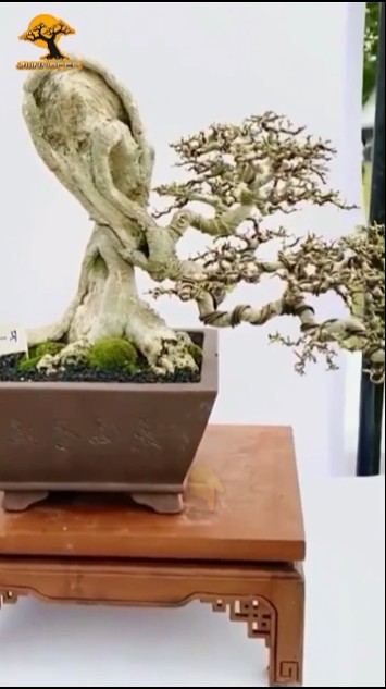 inspirasi bonsai serut super extreme #bonsai - YouTube