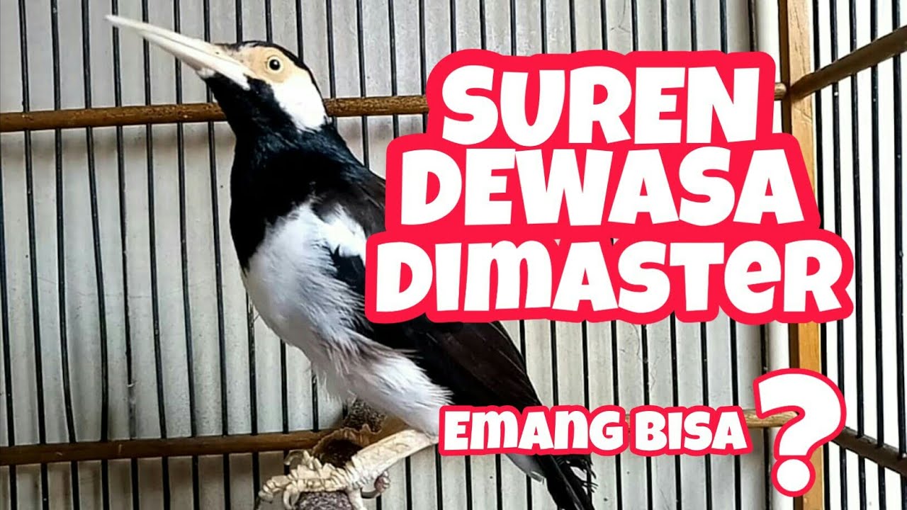 Suren Dewasa Bisa Dimaster? - YouTube