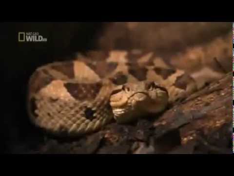 The Most Dangerous Snakes : The Jumping Viper ( Atropoides ) ! - YouTube
