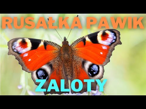 Rusałka pawik - zaloty