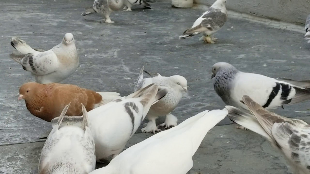 Iraqi and Turkish pigeons - YouTube