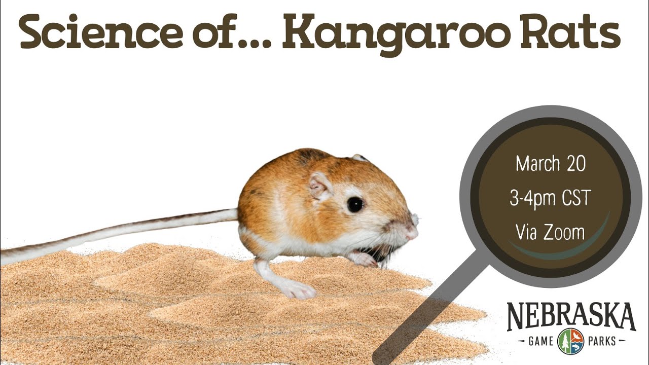 Science of...Kangaroo Rats - YouTube