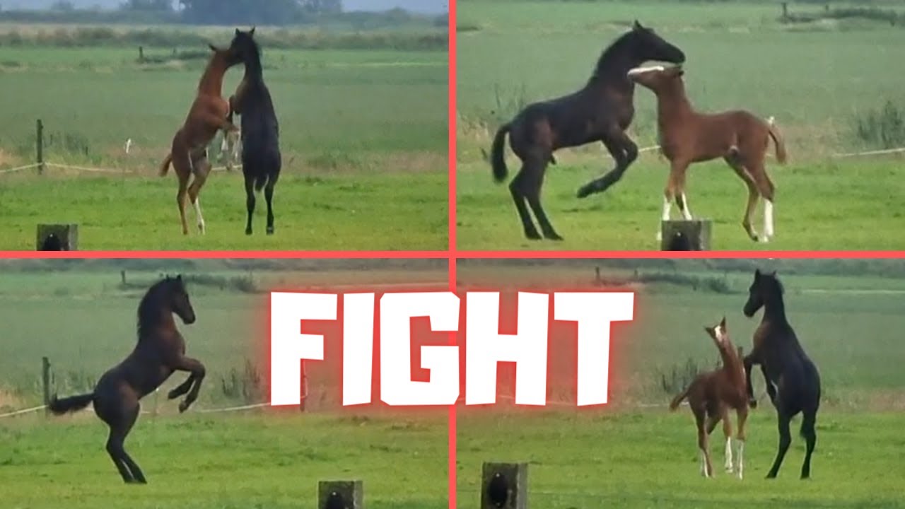 Fight and play. Rising Star⭐ is training to become a real stallion ...