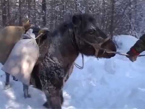 Russia Hunting in taiga A bears den - YouTube