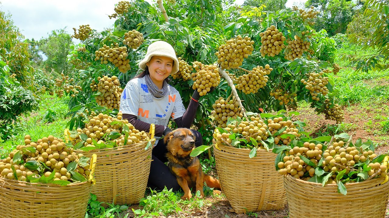 Harvest Longan To Sell At The Market, Cook, Garden, Raise Livestock| Phượng's Country Life ...