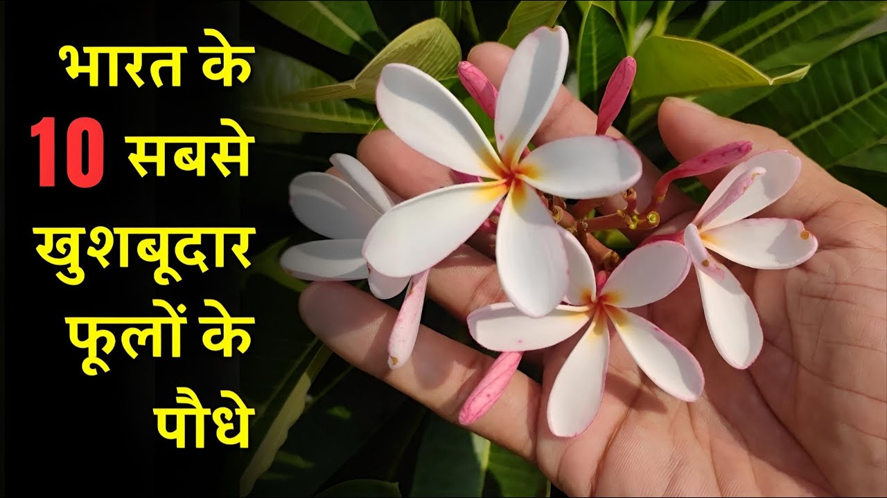 Top 10 Fragrant/Aromatic/Scented Flower Plants in India | 10 सबसे ...