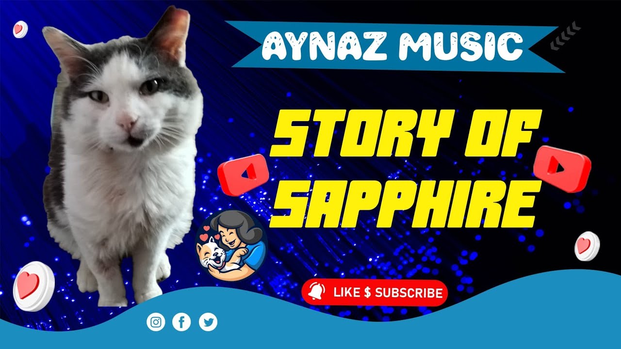 The Heartbreaking Story of Sapphire | A Stray Cat Who Chose the Streets ...
