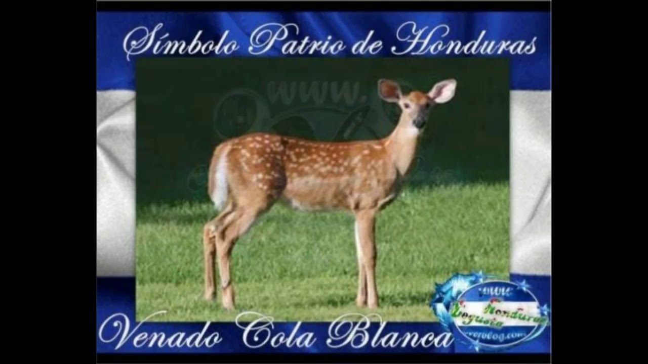 28 de Junio Día Nacional del Venado Cola Blanca - YouTube