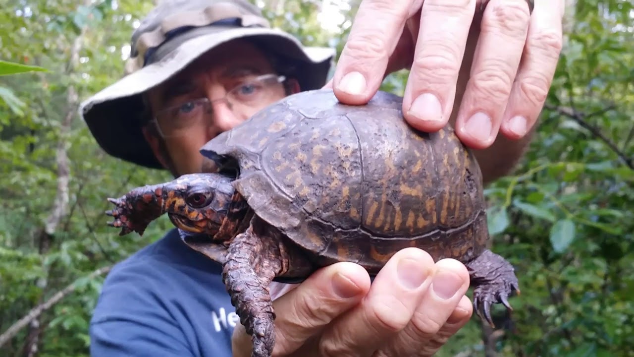 Box Turtle Connection Sky Valley Study Site Update - YouTube