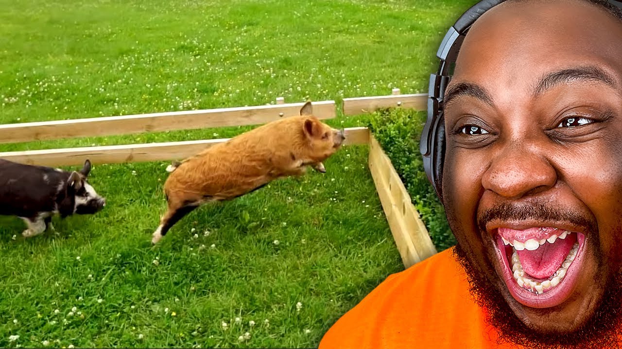 The Pig Racing Finals were AWESOME! - YouTube