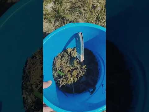 The egg sac of Dunsol...lukot#seashorevibes - YouTube