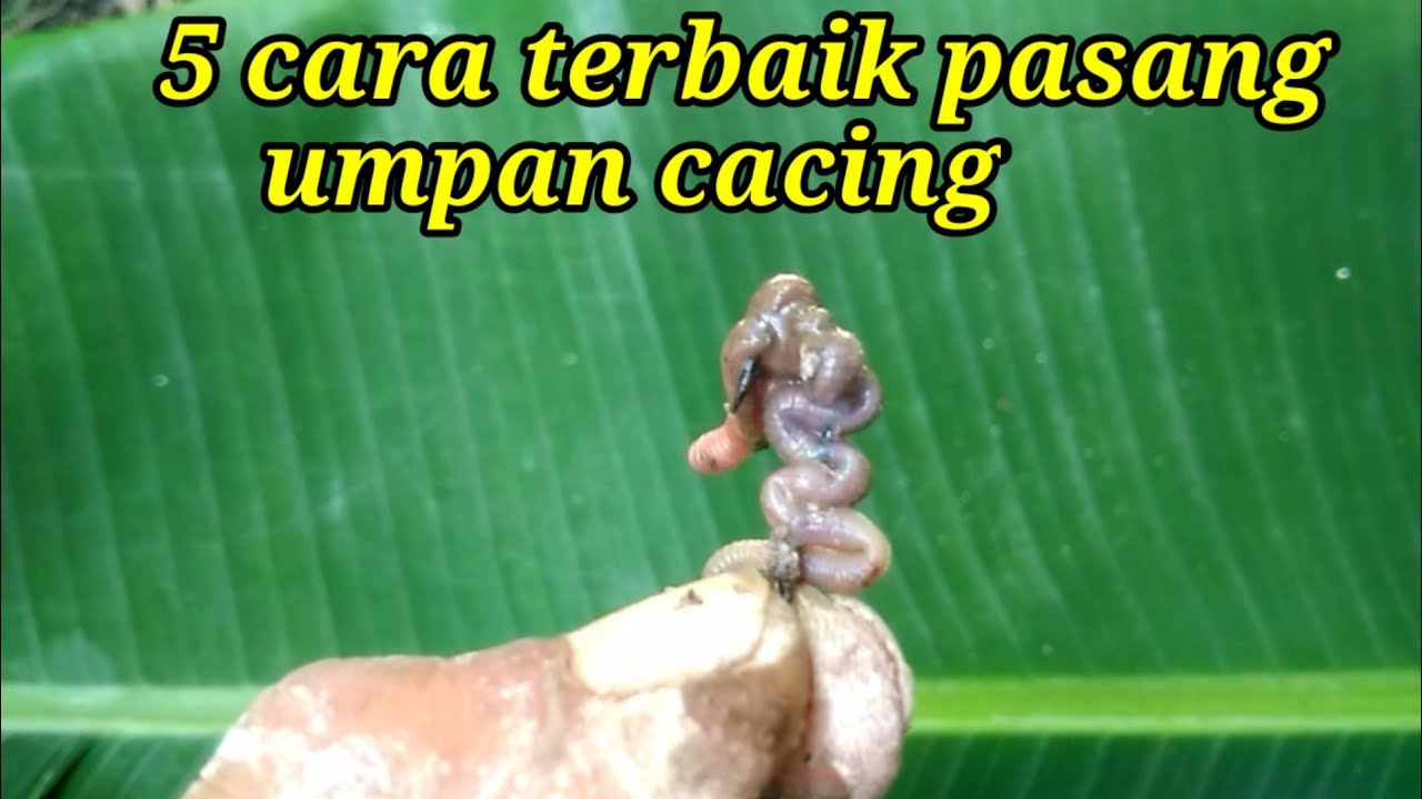 5 Cara pasang umpan cacing termudah dan terbaik buat mancing nila liar ...