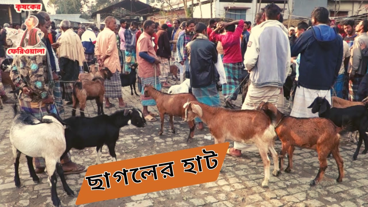ছাগলের হাট গাইবান্ধা || Sagoler hat Gaibandha 2023 - YouTube