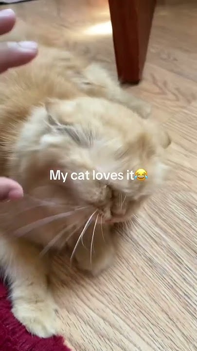 MY CAT REALLY LIKES IT😂 - YouTube