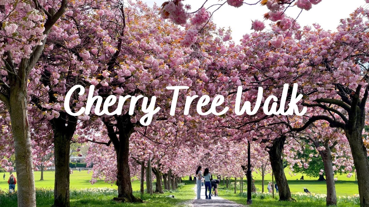 Cherry Tree Walk - YouTube