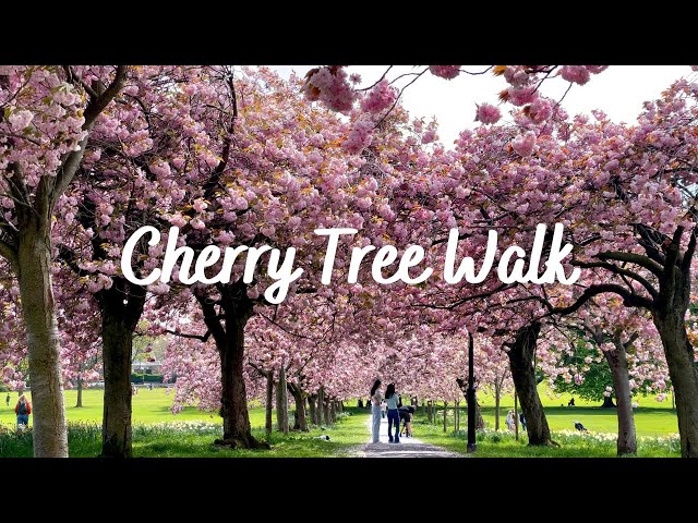 Cherry Tree Walk Rhyl