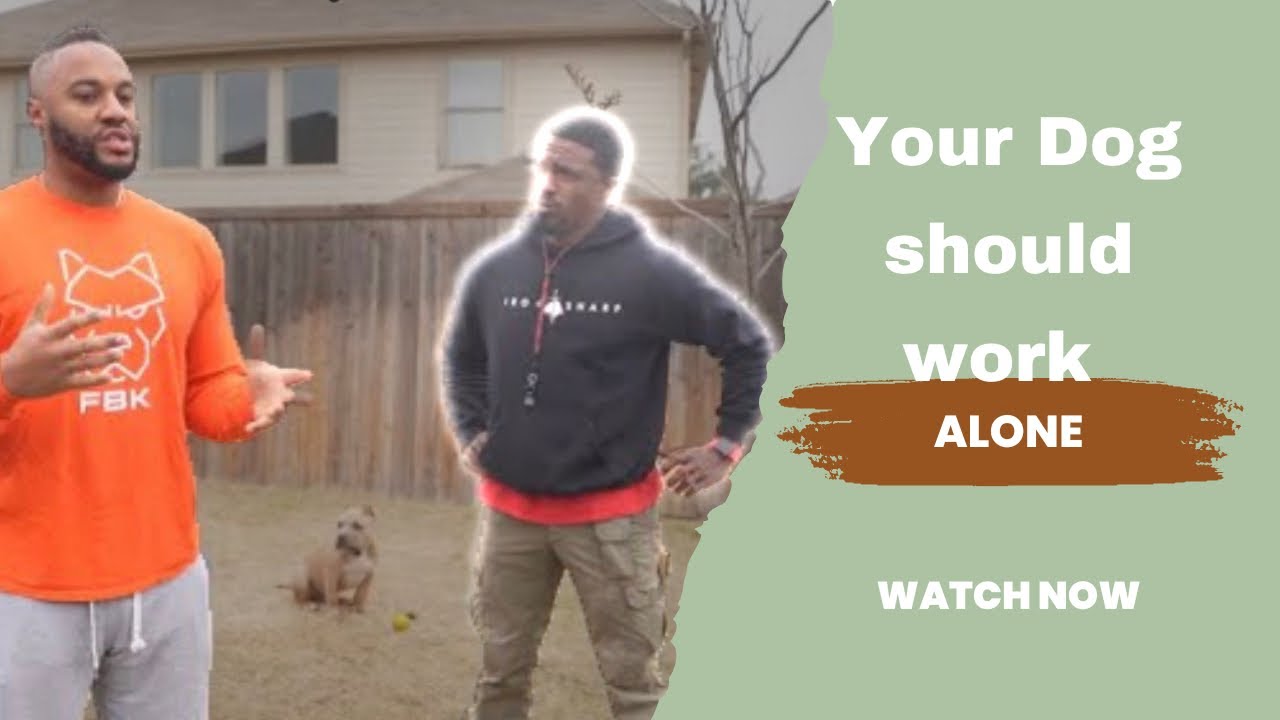 Build Your Dog To Work Alone - YouTube