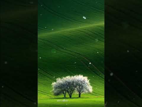 Şiir etkisi / söyleyemedim...