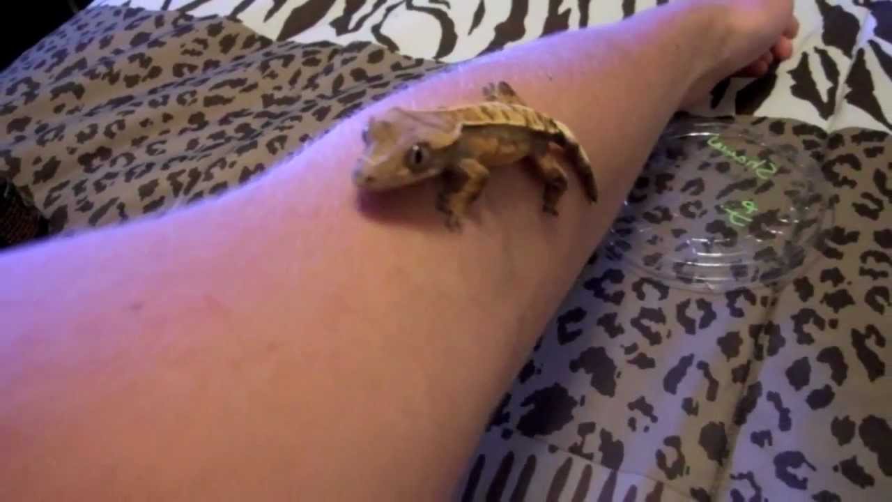 Unboxing Crested Gecko from Repticon FIRE Expo - YouTube