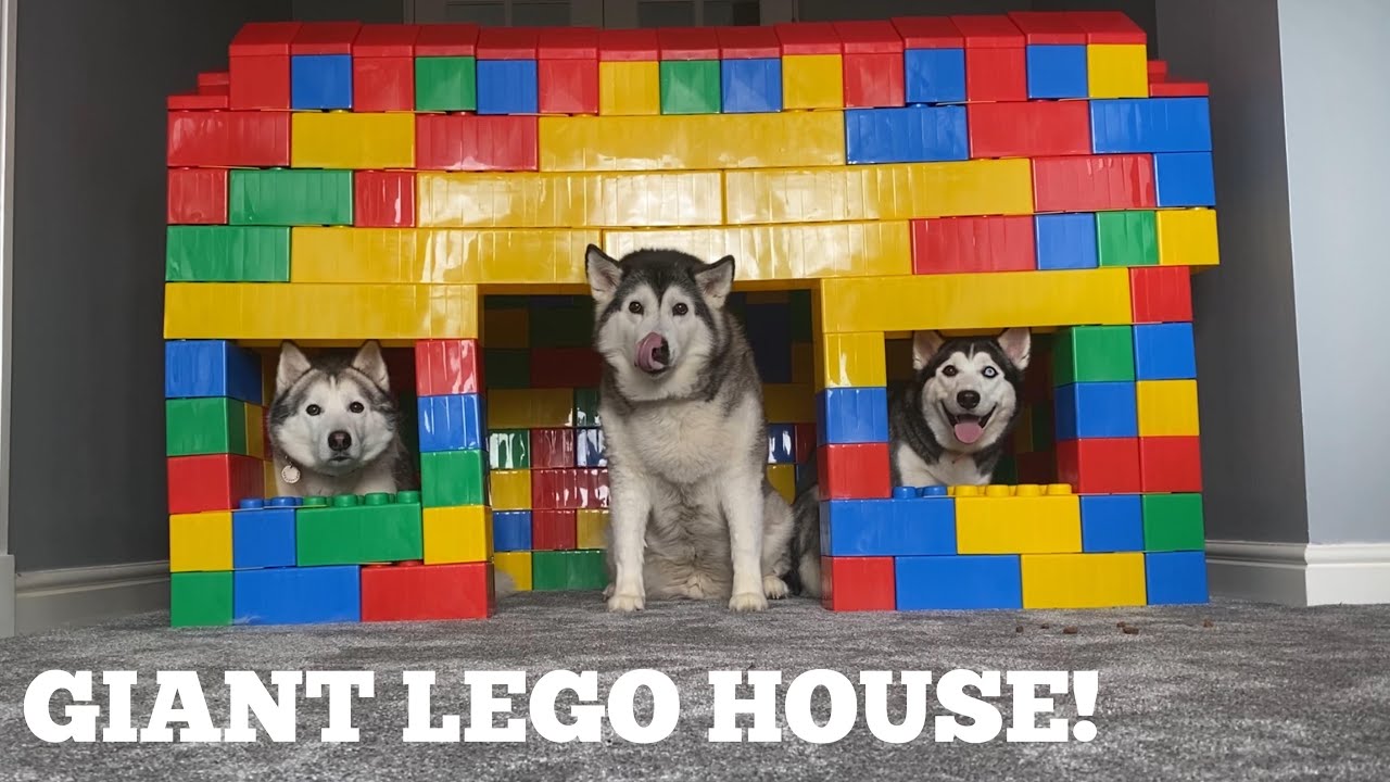Building A GIANT Lego House For My Huskies & Kids! [BEST REACTION EVER ...