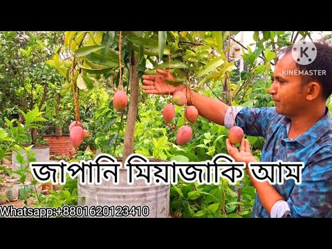জাপানি মিয়াজাকি আম - ডিপ্লোমা কৃষিবিদ নার্সারি - Fruit- Mango- Nursery- Garden