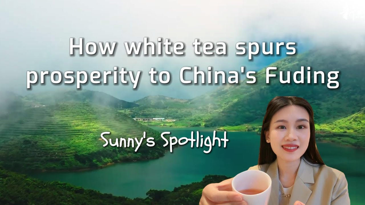 How white tea spurs prosperity in China's Fuding | Sunny's Spotlight ...
