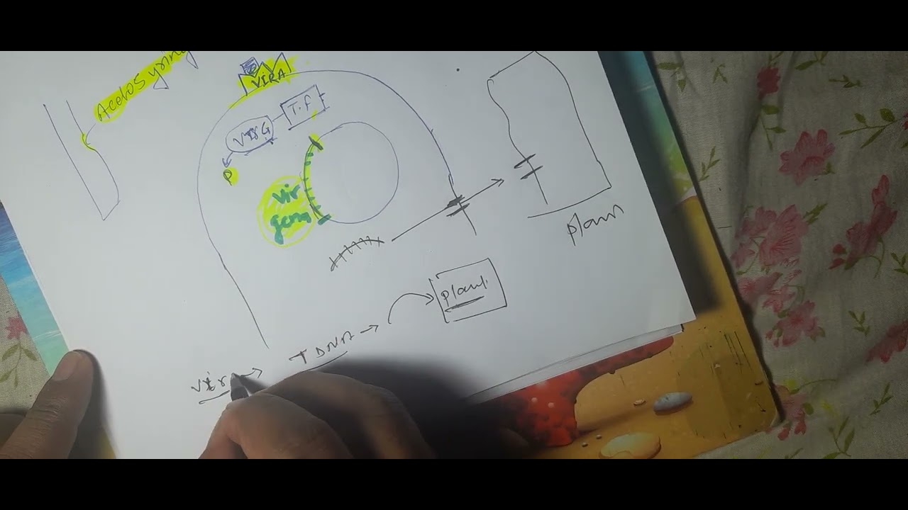 Agrobacterium mediated gene transfer (Ti plasmid) part 2 - YouTube