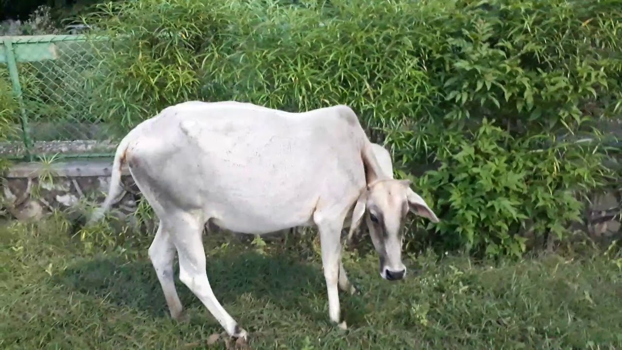 wry neck in cow - YouTube