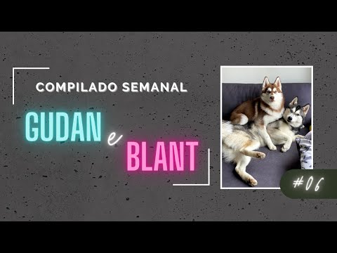 COMPILADO #6 GUDAN O HUSKY