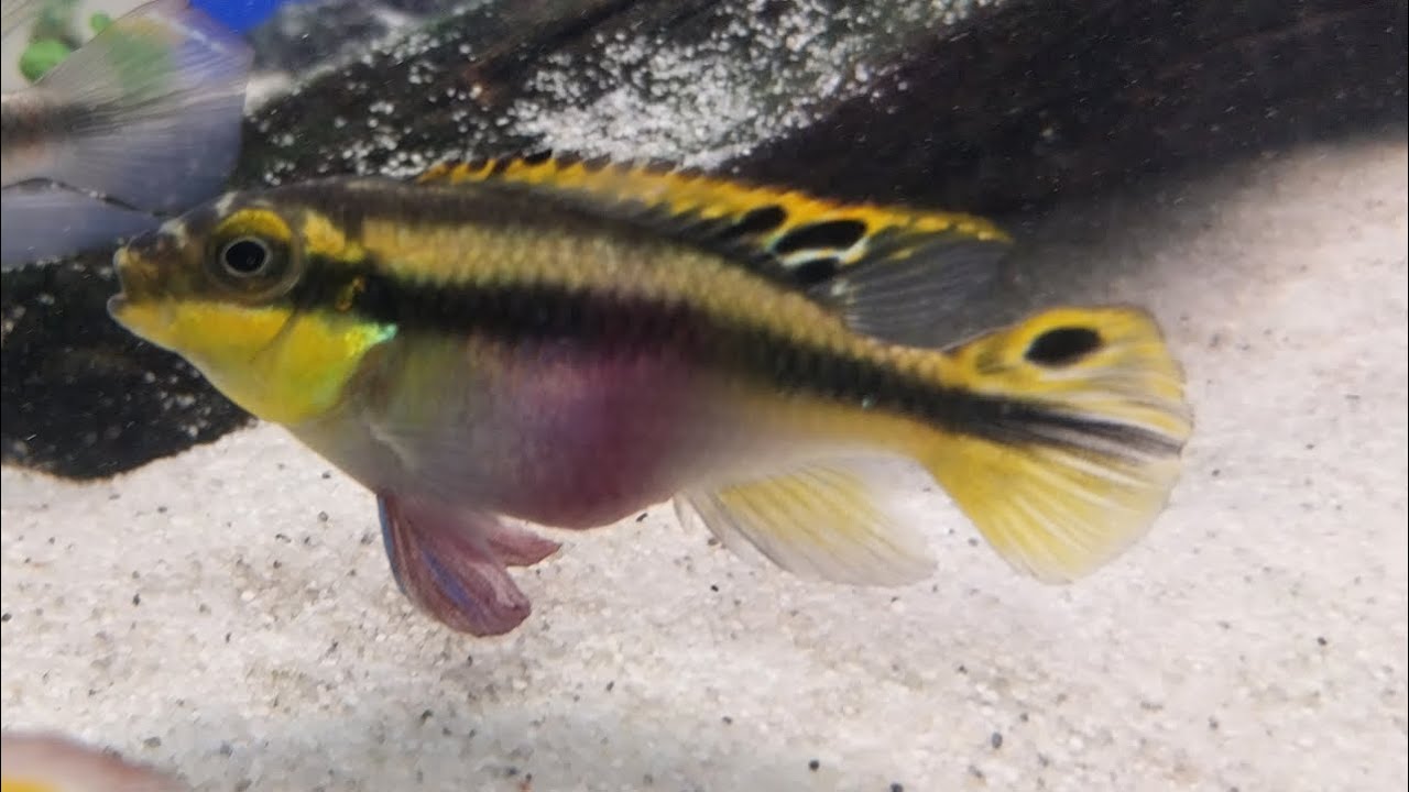 Hos Kungälvs Akvarium: Pelvicachromis Pulcher (Palettciklid) - YouTube