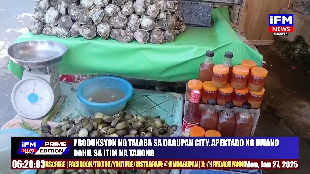 PRODUKSYON NG TALABA SA DAGUPAN CITY, APEKTADO UMANO DAHIL SA ITIM NA TAHONG - YouTube