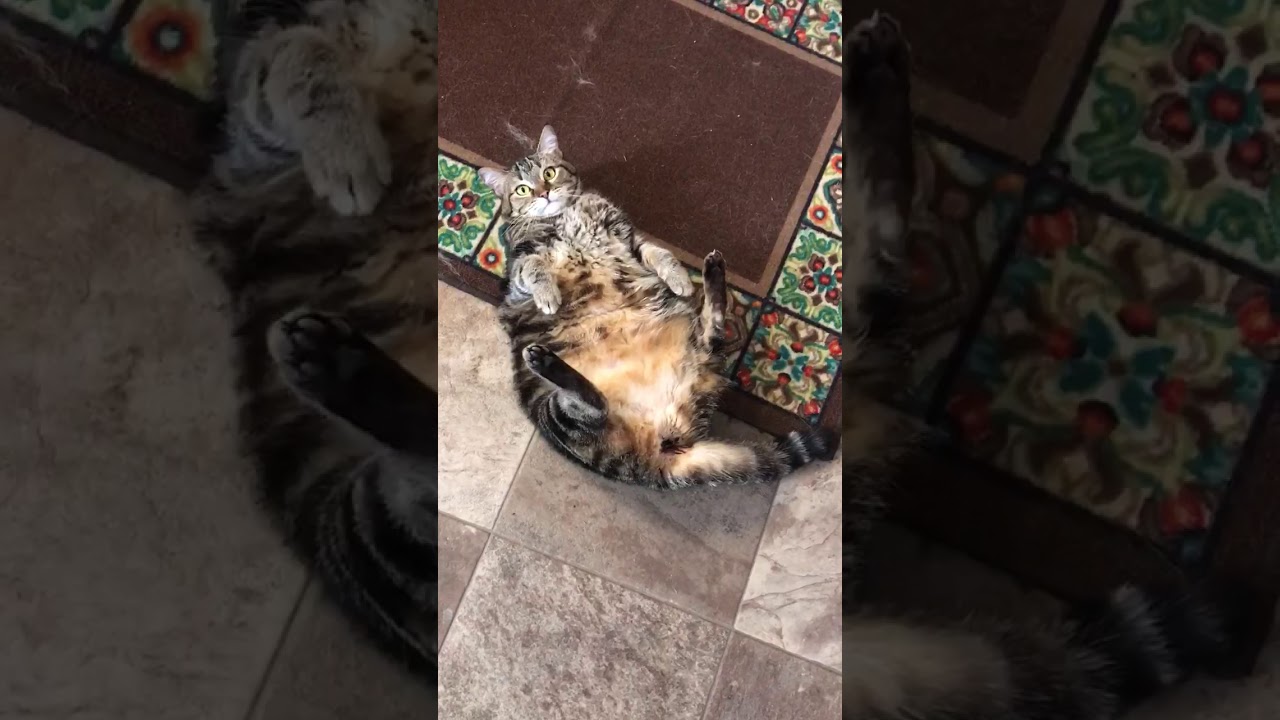 Fat cat stuck on back - YouTube